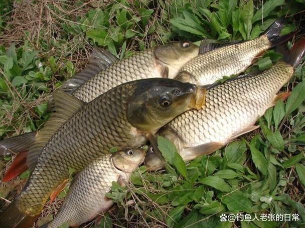 野钓鲤鱼钓多深最好图标