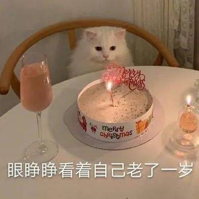 猫咪过生日发朋友圈的句子截图