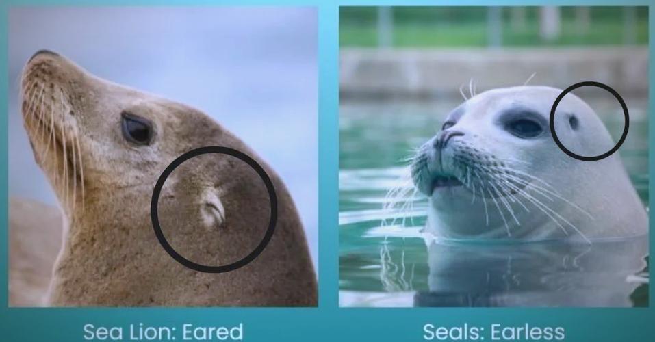 海豹和海狮的视频截图