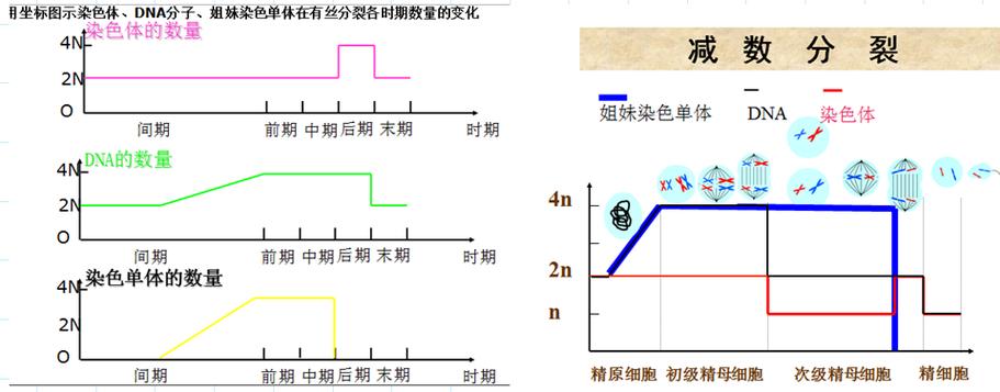 如何数染色体数目图标