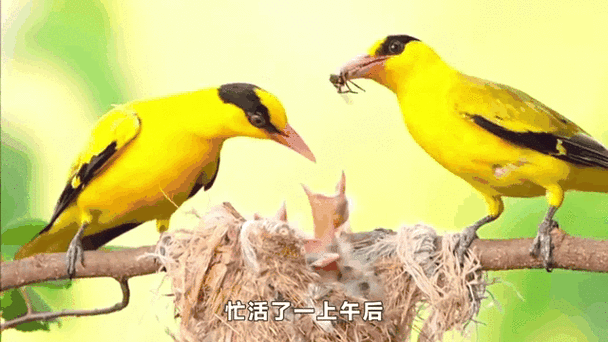 怎么喂小鸟吃东西
