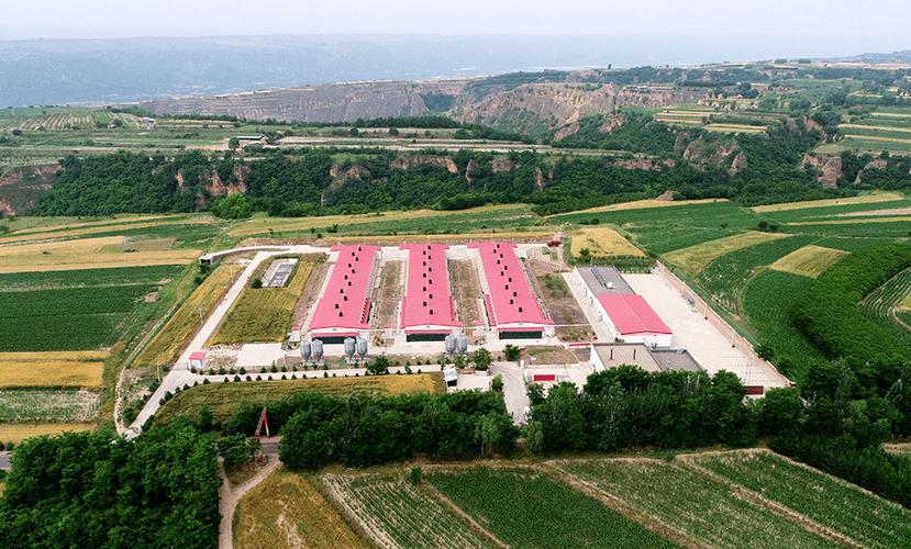 正大养鸡场图标