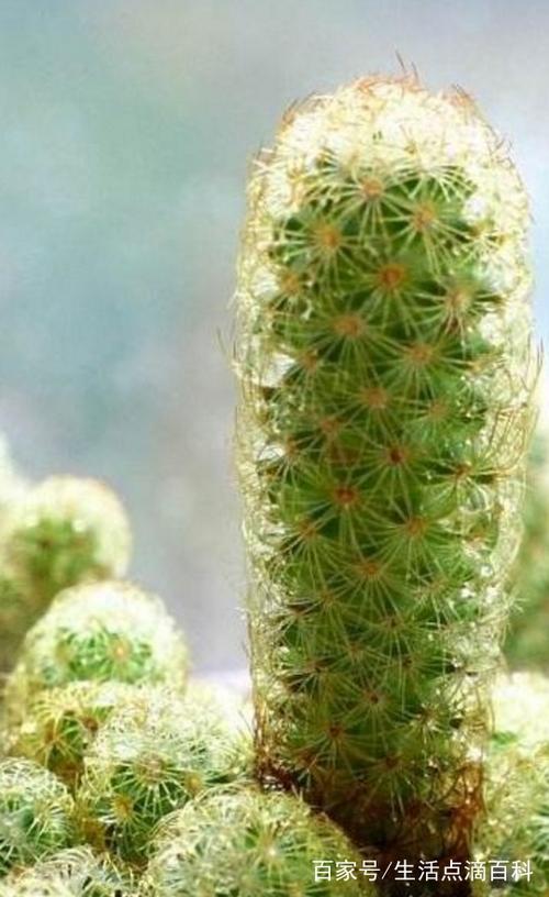 像指头一样的仙人掌图标