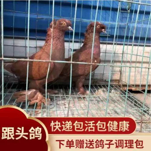 翻翻鸽最明显的特征图标