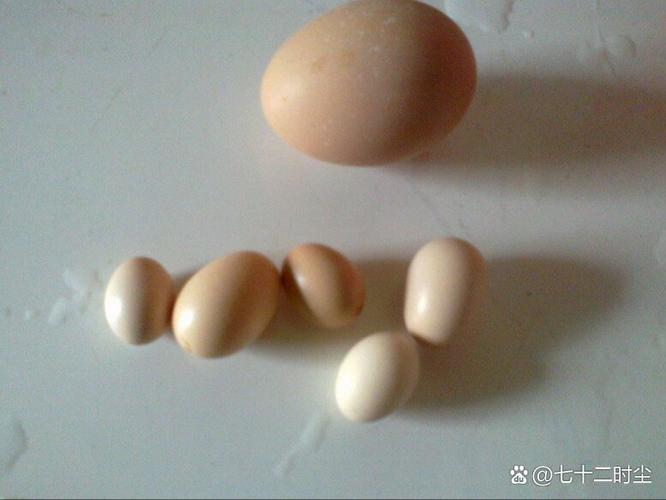 鸡生的蛋特别小图标