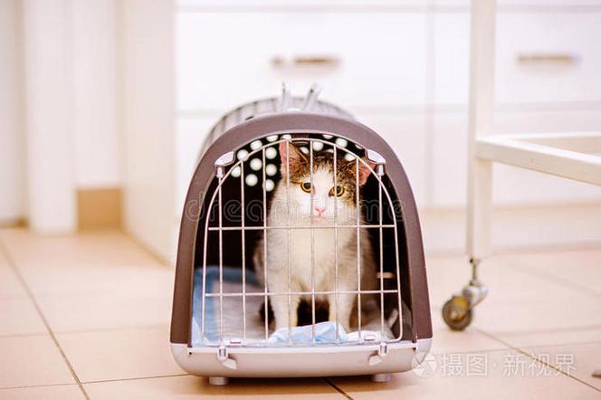 把猫关笼子几天才老实截图
