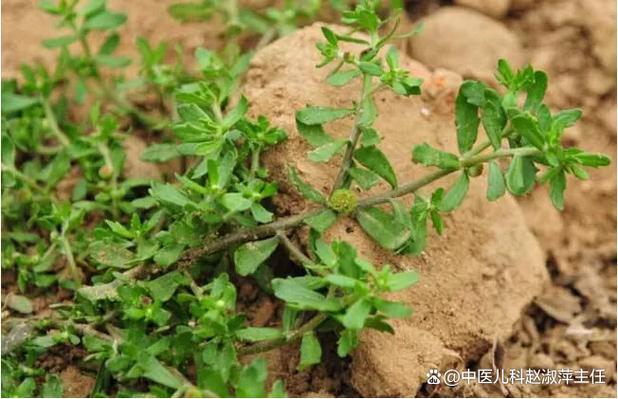 农村治流鼻血的草药图标