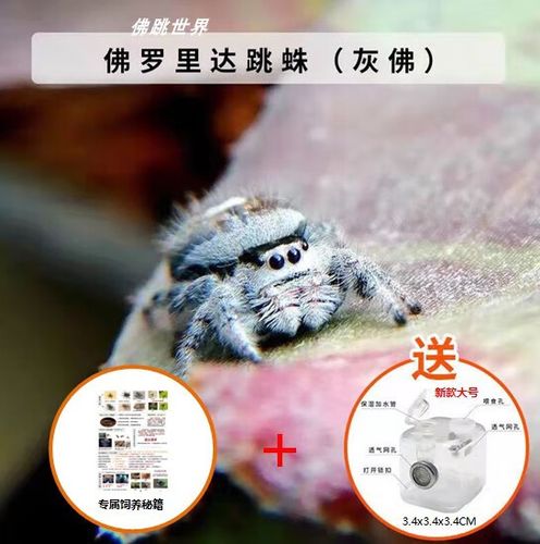 红蛛蜘炮怎么玩才好看?