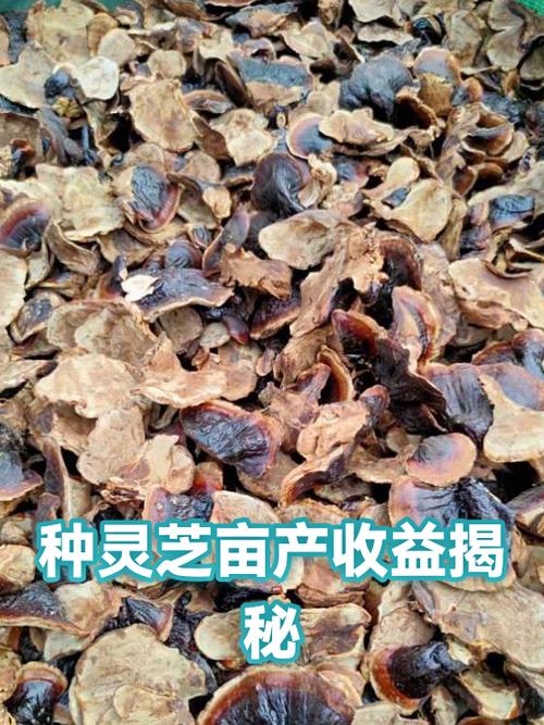 种植灵芝的成本和利润图标