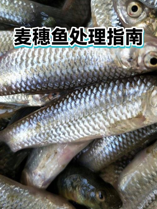 麦穗鱼用清理内脏吗图标