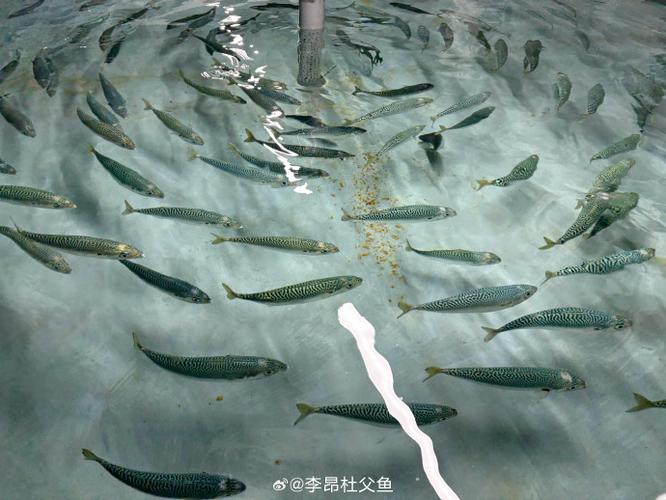 鲭鱼是不是青花鱼图标