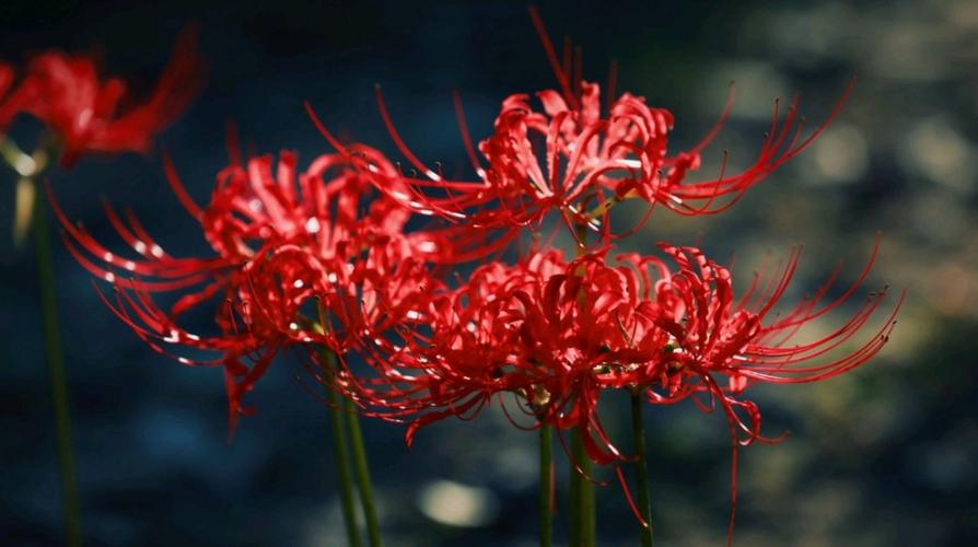 彼岸花无罪