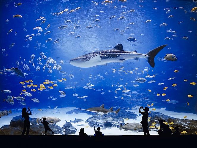 水族馆是啥