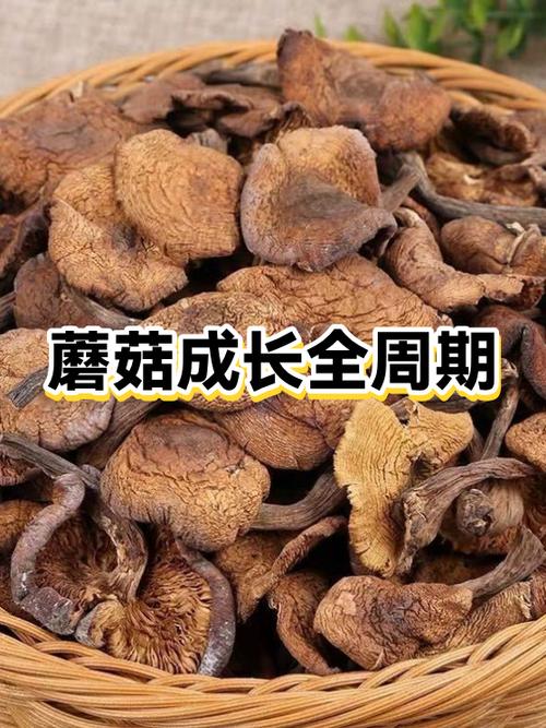 百度蘑菇成长9:1图标