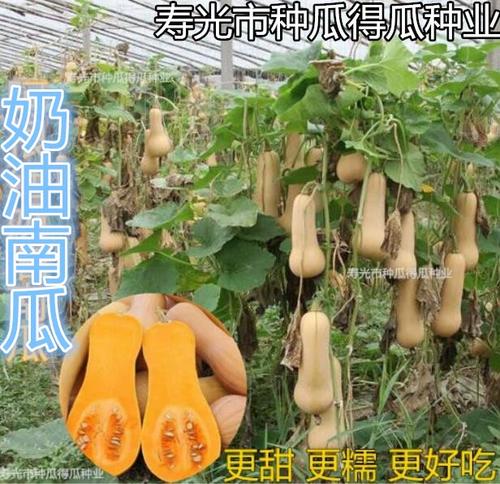 最甜最面的南瓜种子图标