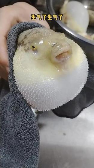 河豚鱼的视频图标