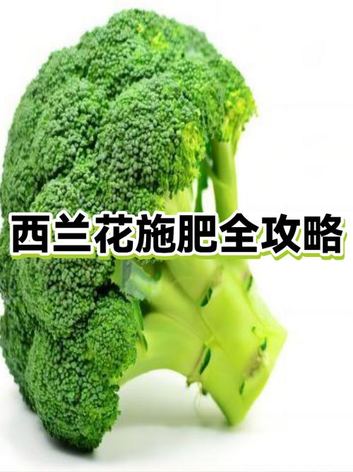 一亩西兰花有多少利润图标