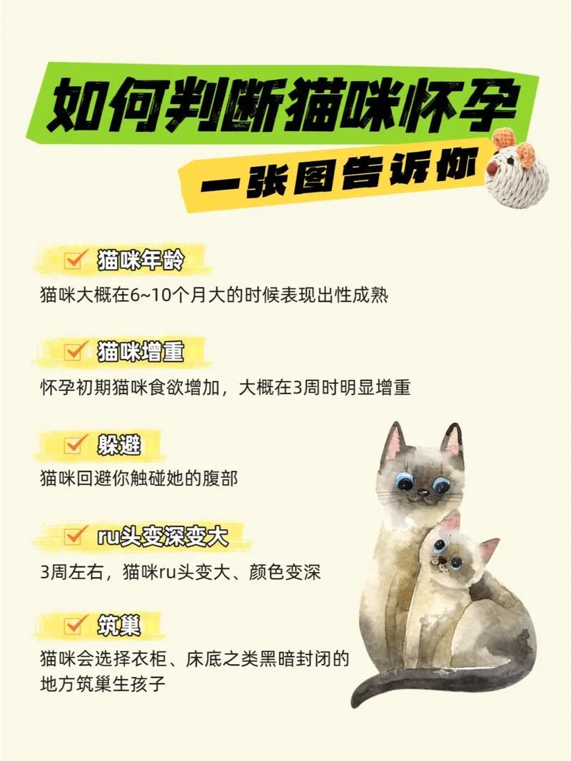 猫咪怎么怀孕生孩子图标