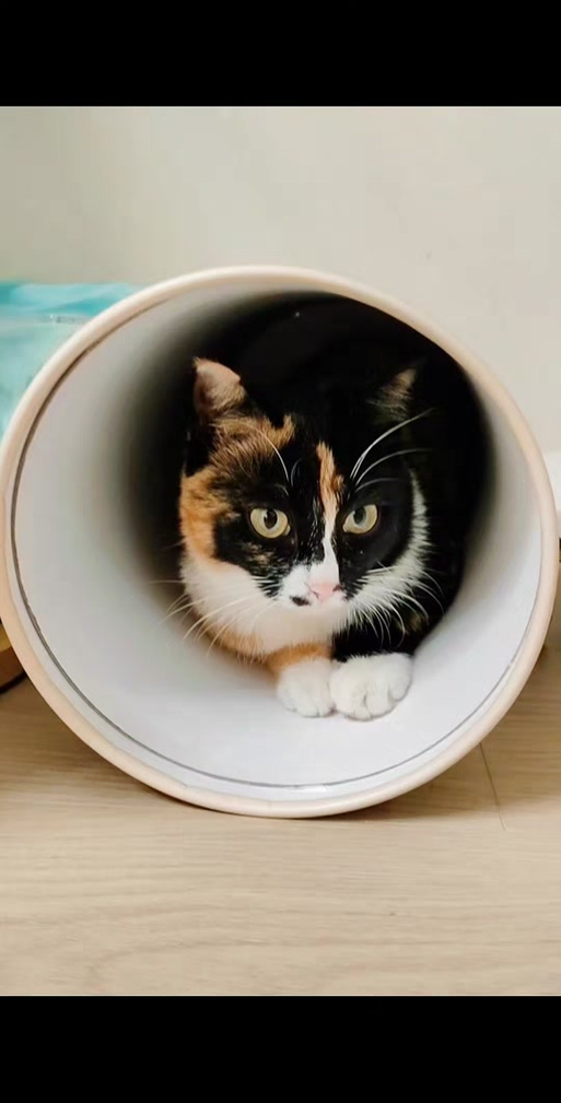 猫猫视频小猫猫视频图标