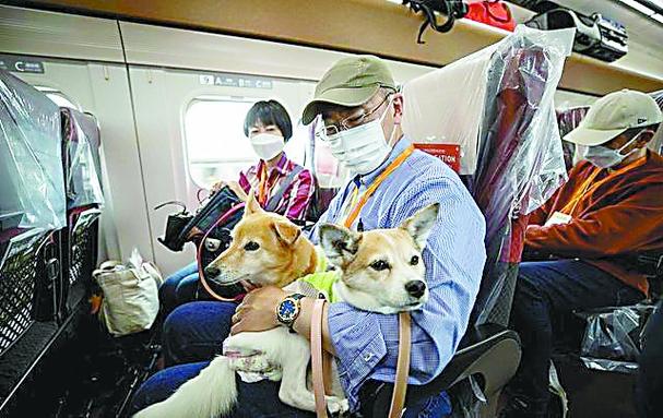 宠物怎么跟人一起坐火车截图