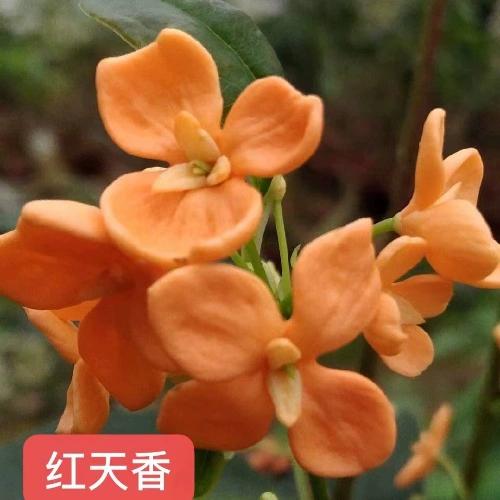 桂花直播间图标
