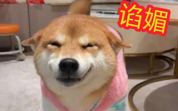 网上很火的柴犬表情包图标