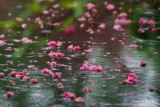 落花若 雨 香江之花截图