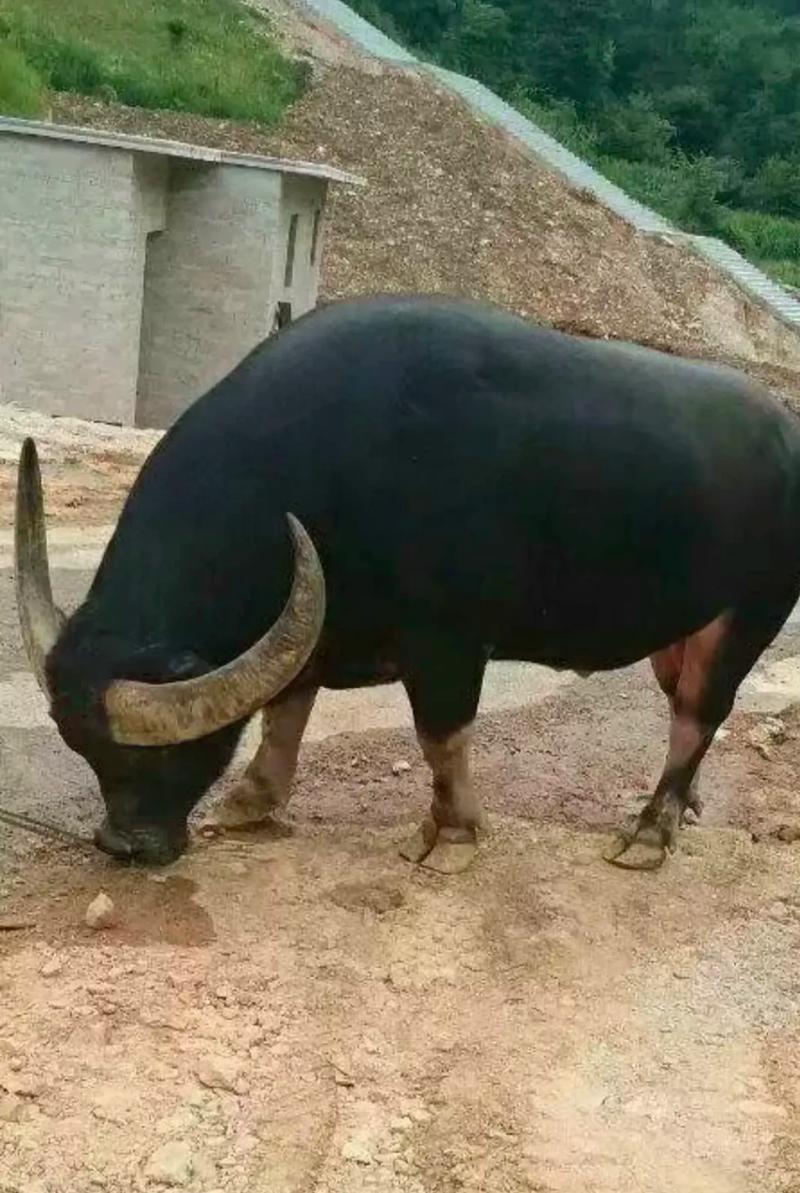 牛王红河一号图标