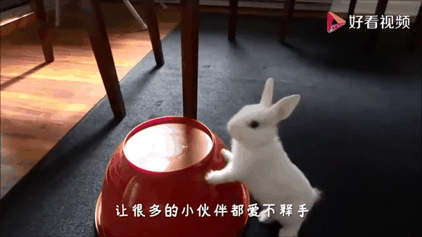 兔子tv直播图标