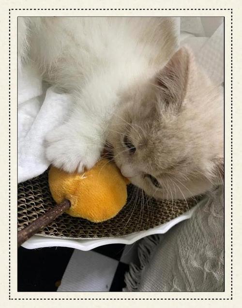 猫星状病毒可以自愈吗图标