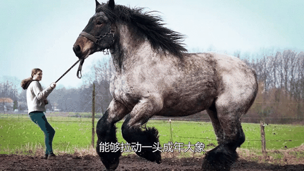 养10头马一年的利润多少图标