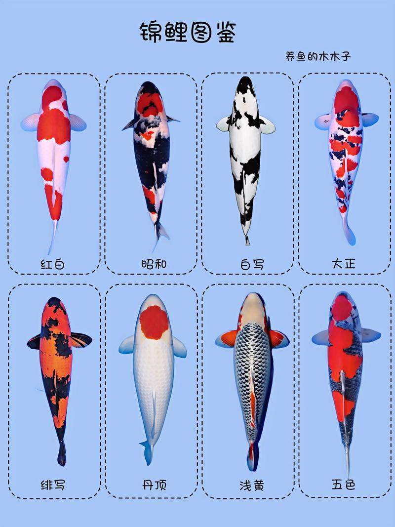 梁猛超级锦鲤图标
