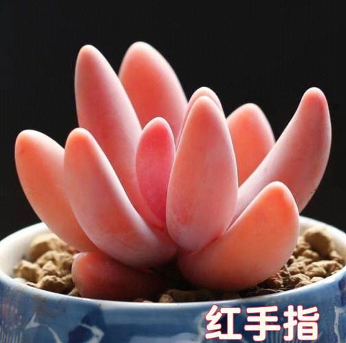 红手指价格截图