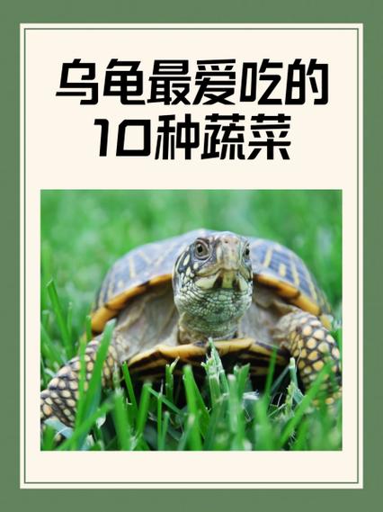 乌龟喜欢吃什么图标