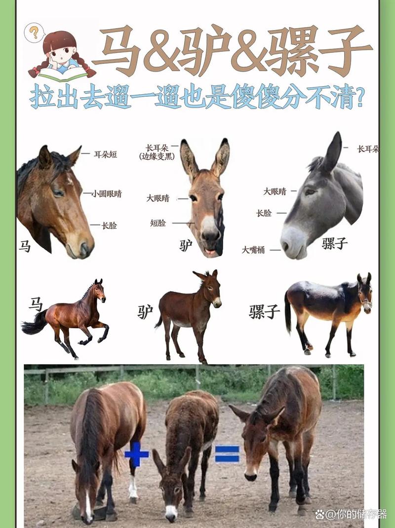 骡子国语更新时间图标