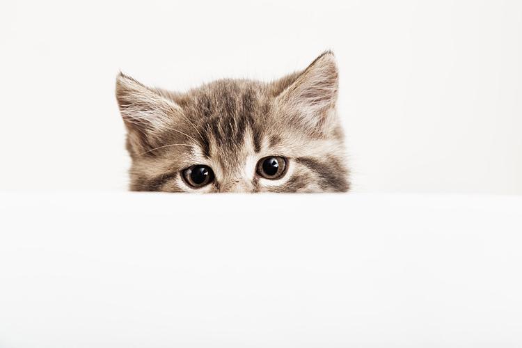 猫躲墙后面偷看的表情包什么意思图标