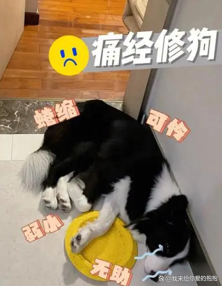 托运狗狗价格表图标