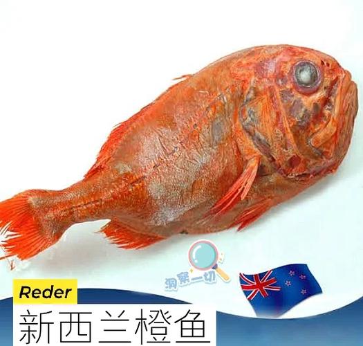 橙鱼传说最简单解释图标