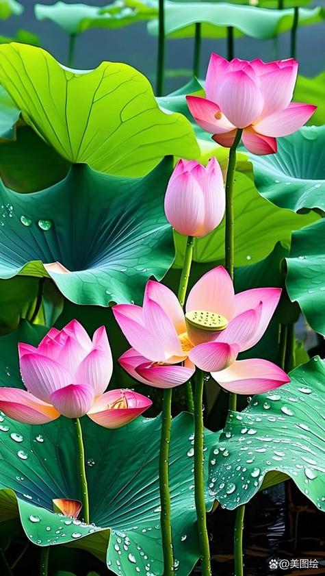 荷花图片大全截图