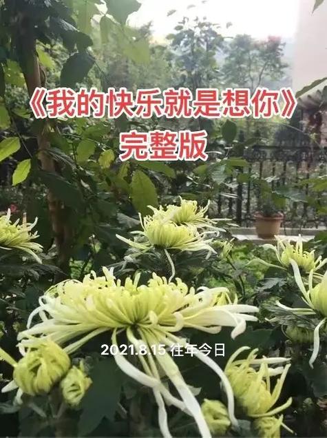 你的快乐就是想你原唱图标