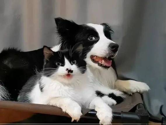猫猫咖啡屋游戏流浪猫黑白猫图标