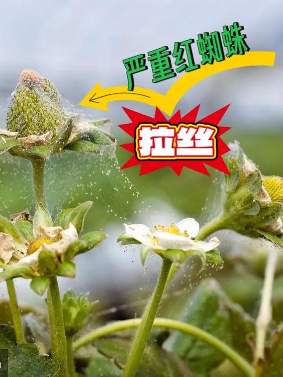 红蜘蛛土豆视频图标