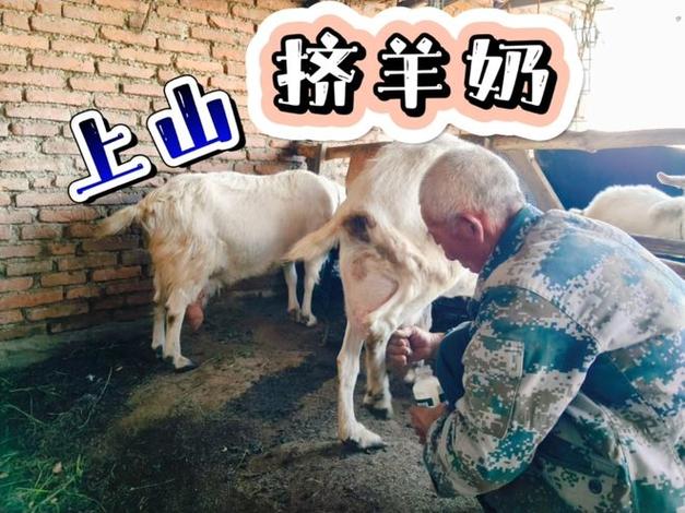新挤的羊奶怎么处理图标