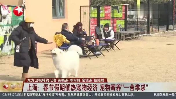 上海宠物寄养截图