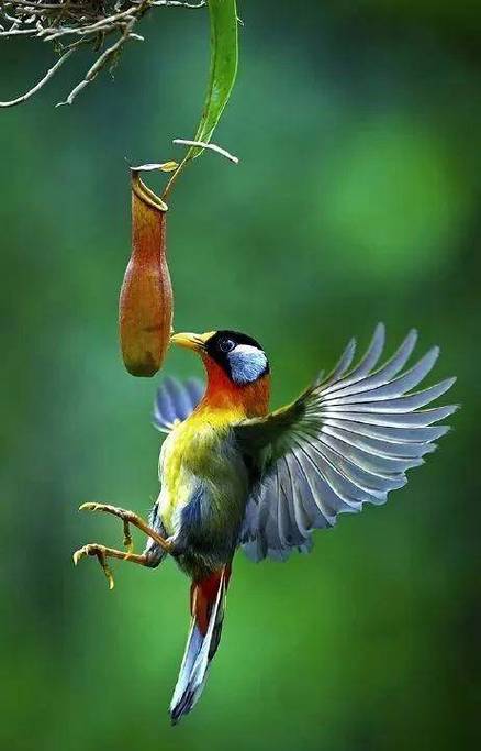 birdy.apk下载安装图标