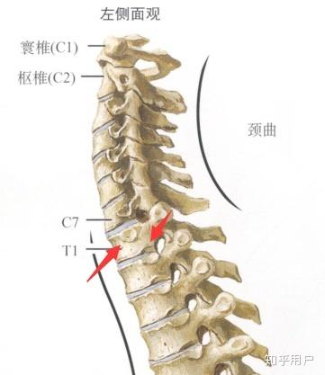 第一胸椎图标