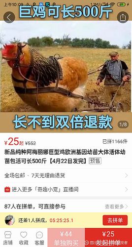我鸡养得贼6app图标