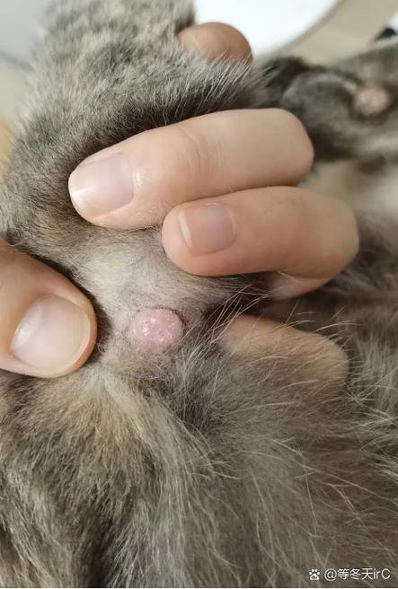 猫前腿肉里长个肉疙瘩图标