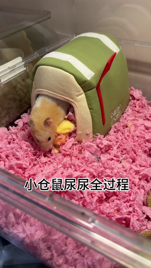 小仓鼠在主人身上尿意味着什么图标