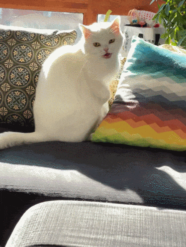 猫咪视频免会员截图